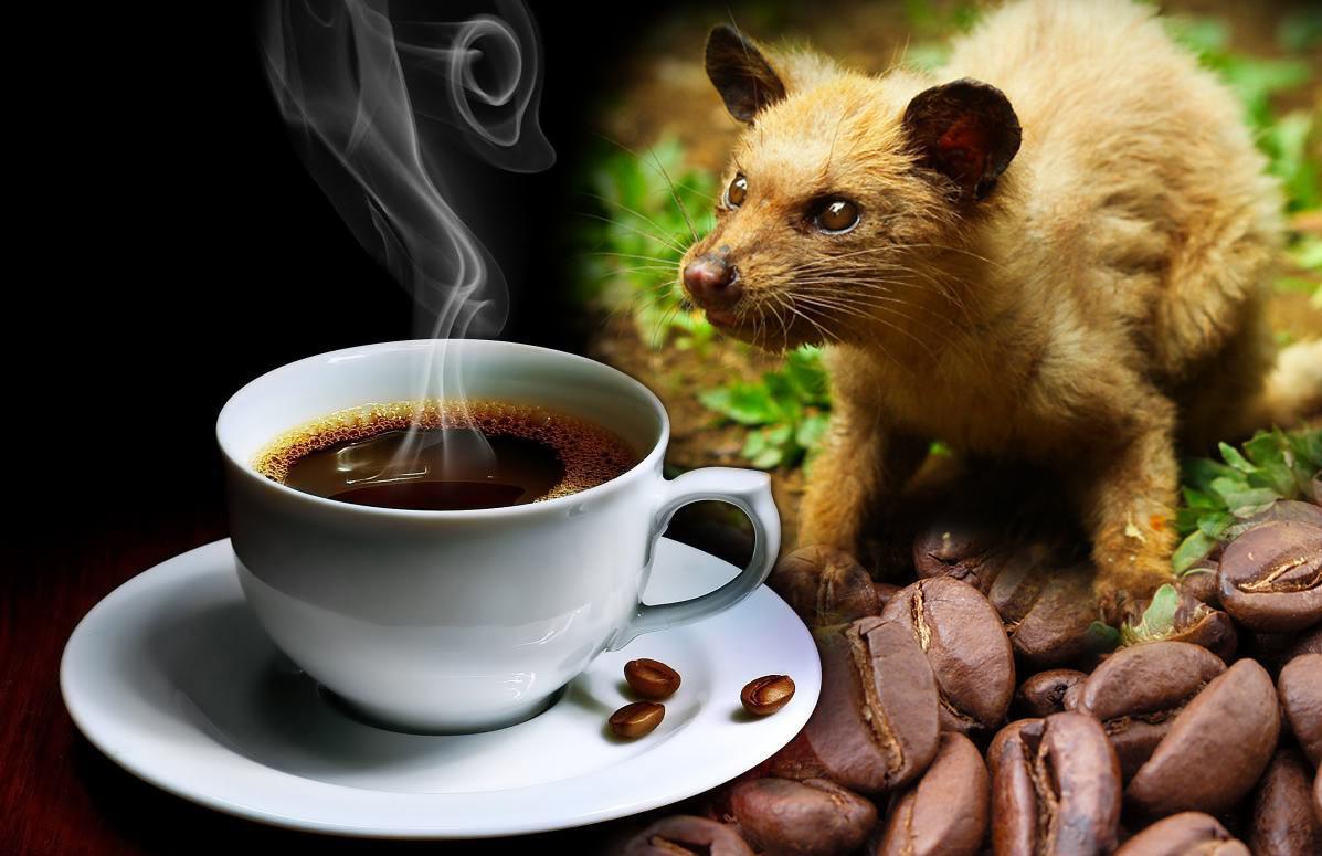 Cafés mais Exóticos do mundo – Planet's Cafe
